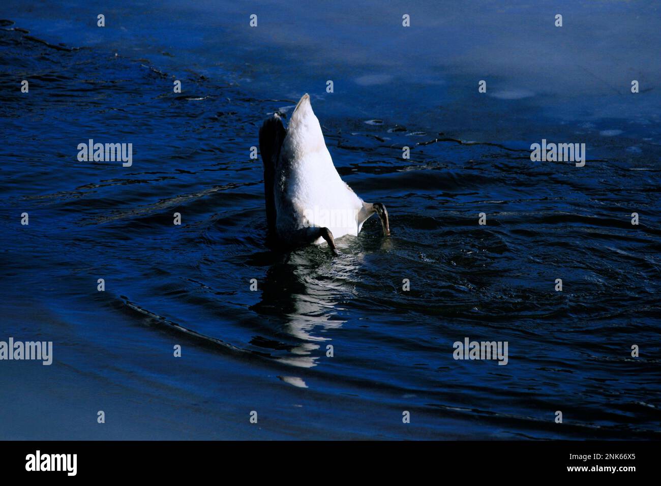 Dunking birds hi-res stock photography and images - Alamy