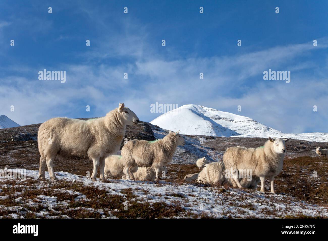 Shire sheep hi-res stock photography and images - Alamy
