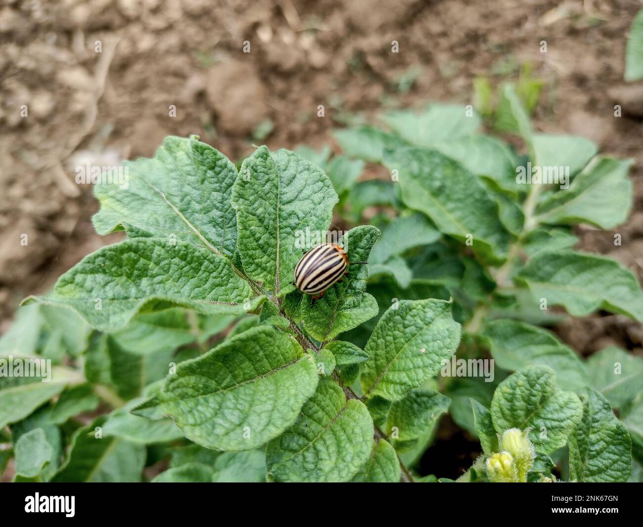 Colorado potato beetle (Leptinotarsa decemlineata) on potato leaves ...