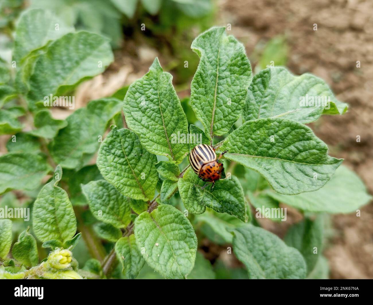 Colorado potato beetle (Leptinotarsa decemlineata) on potato leaves ...