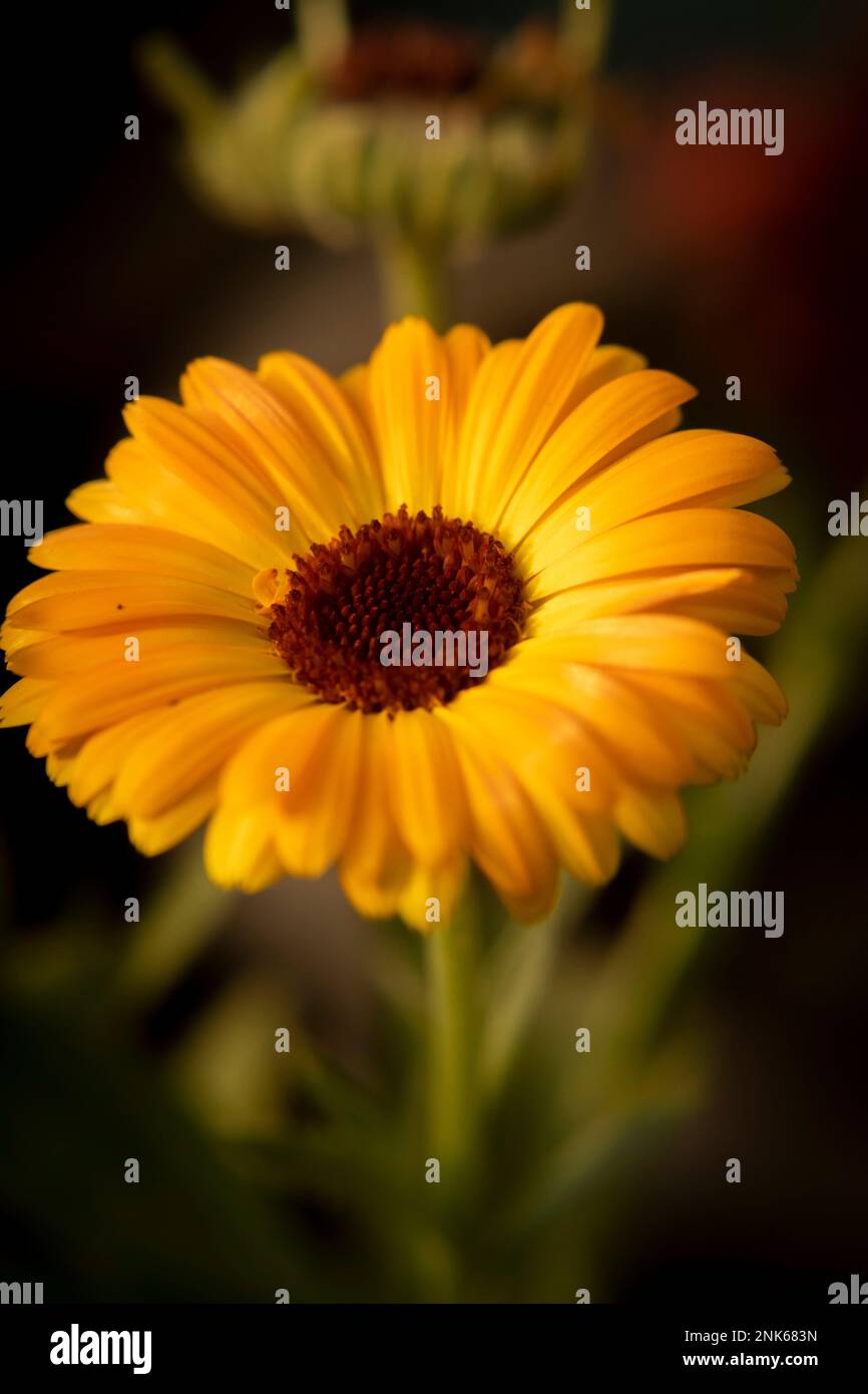 Mary's gold or scotch marigold is a flowering plant in the daisy family ...