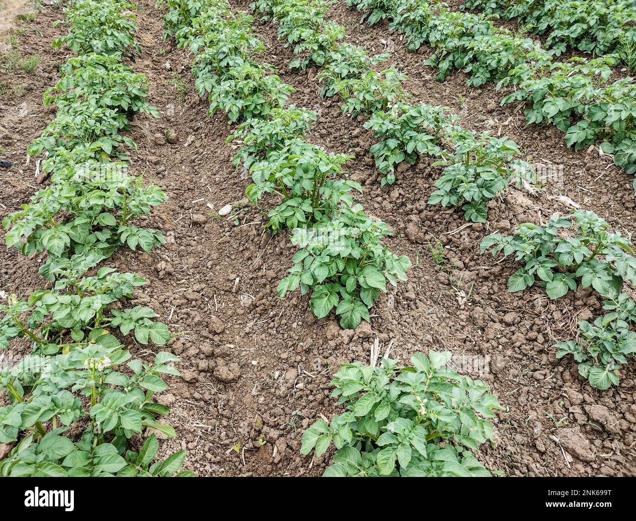 potato cultivation. potato plant in several rows during growth Stock ...