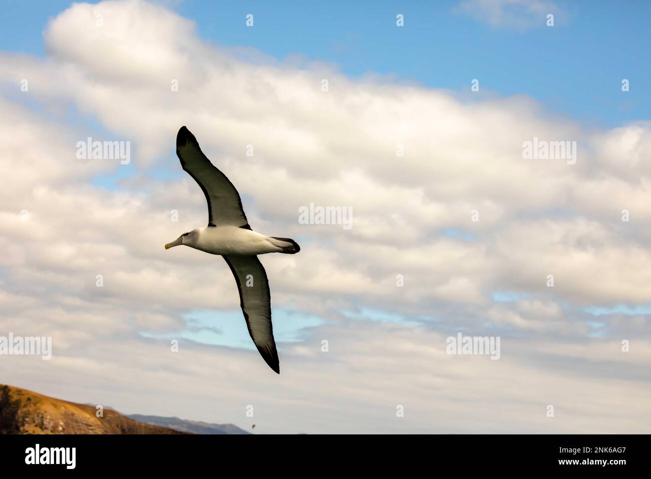 Bullers albatross in flight over Ortago Harbour on the south island of ...