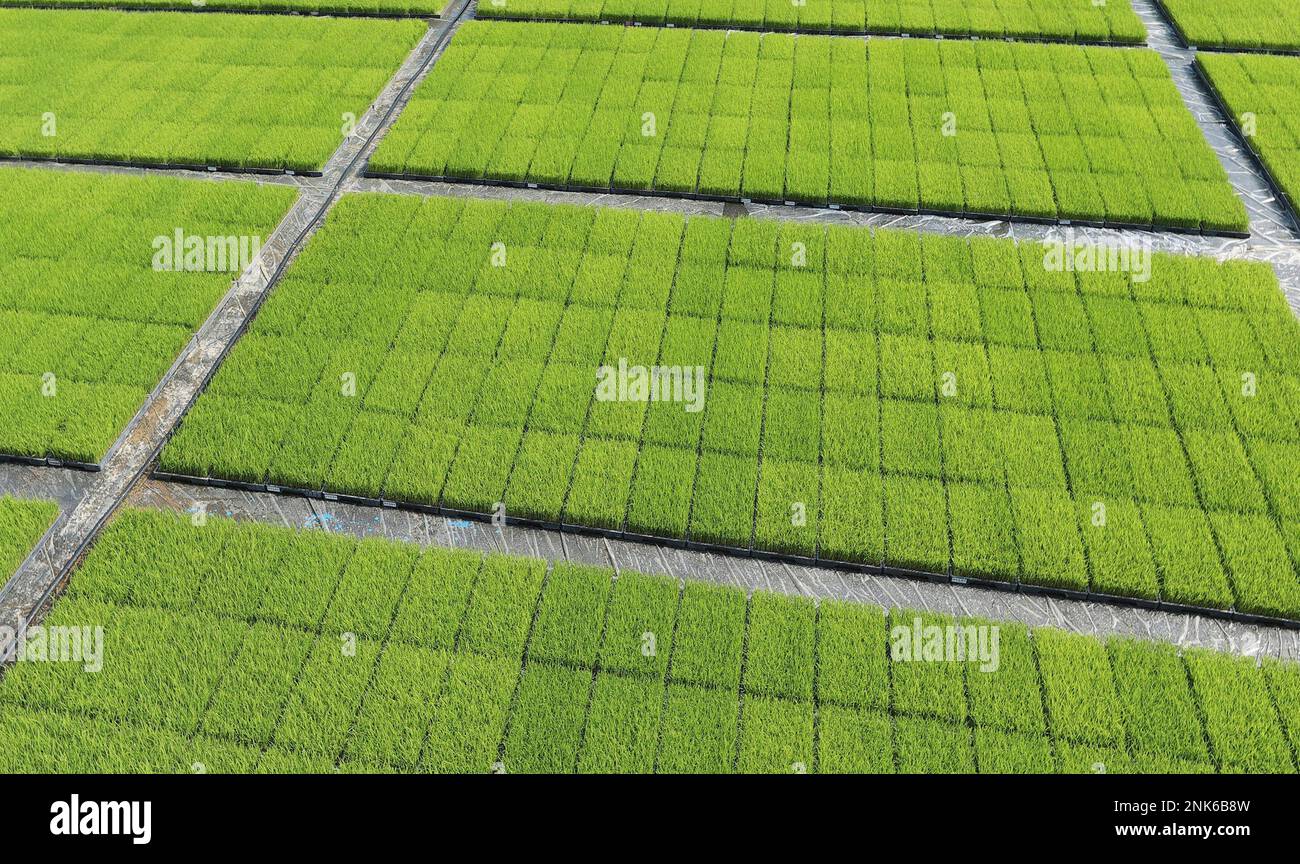 Paddy rice seedlings are raised in Kobe City, Hyogo Prefecture on May ...