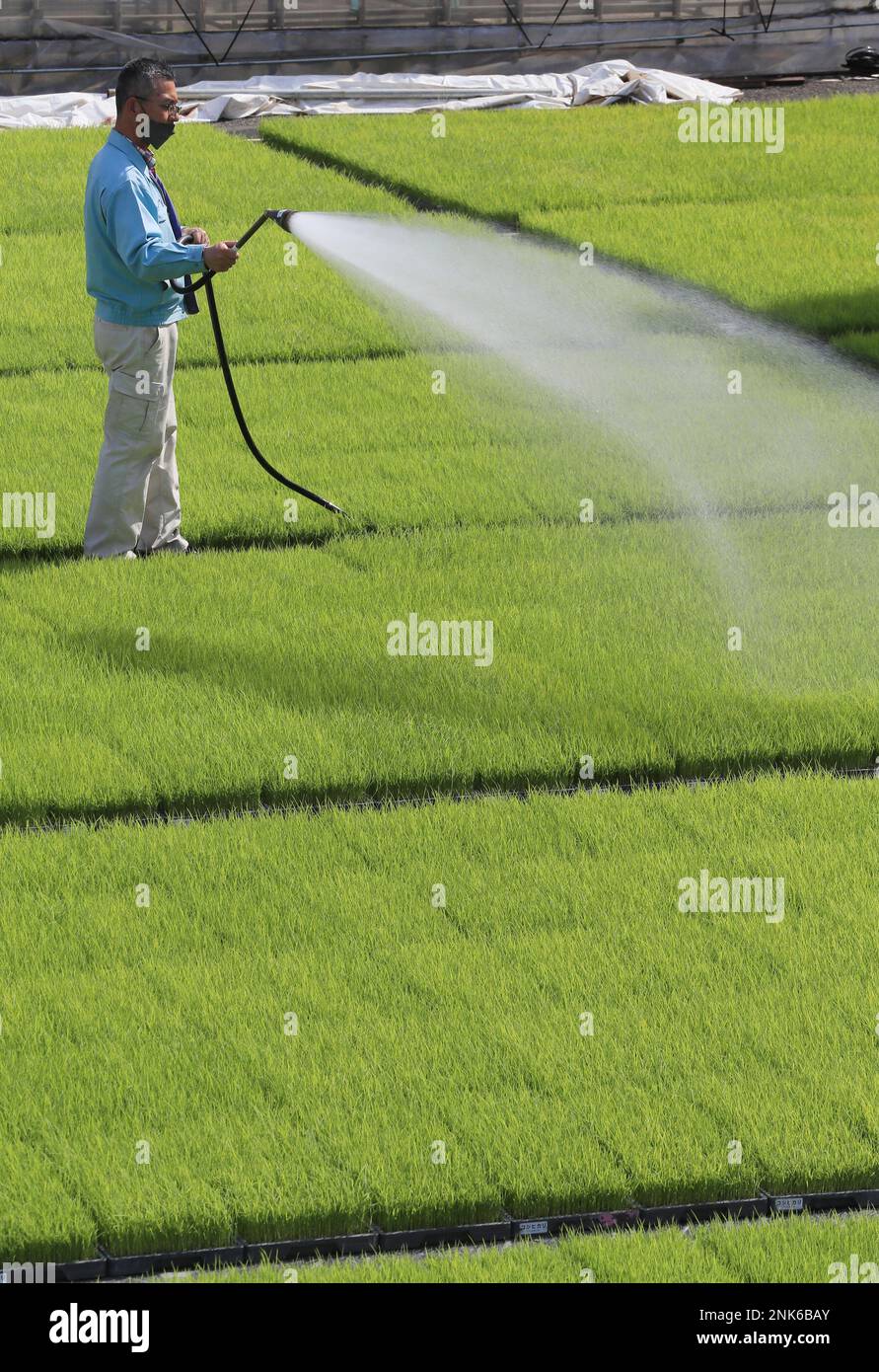 Paddy rice seedlings are raised in Kobe City, Hyogo Prefecture on May ...