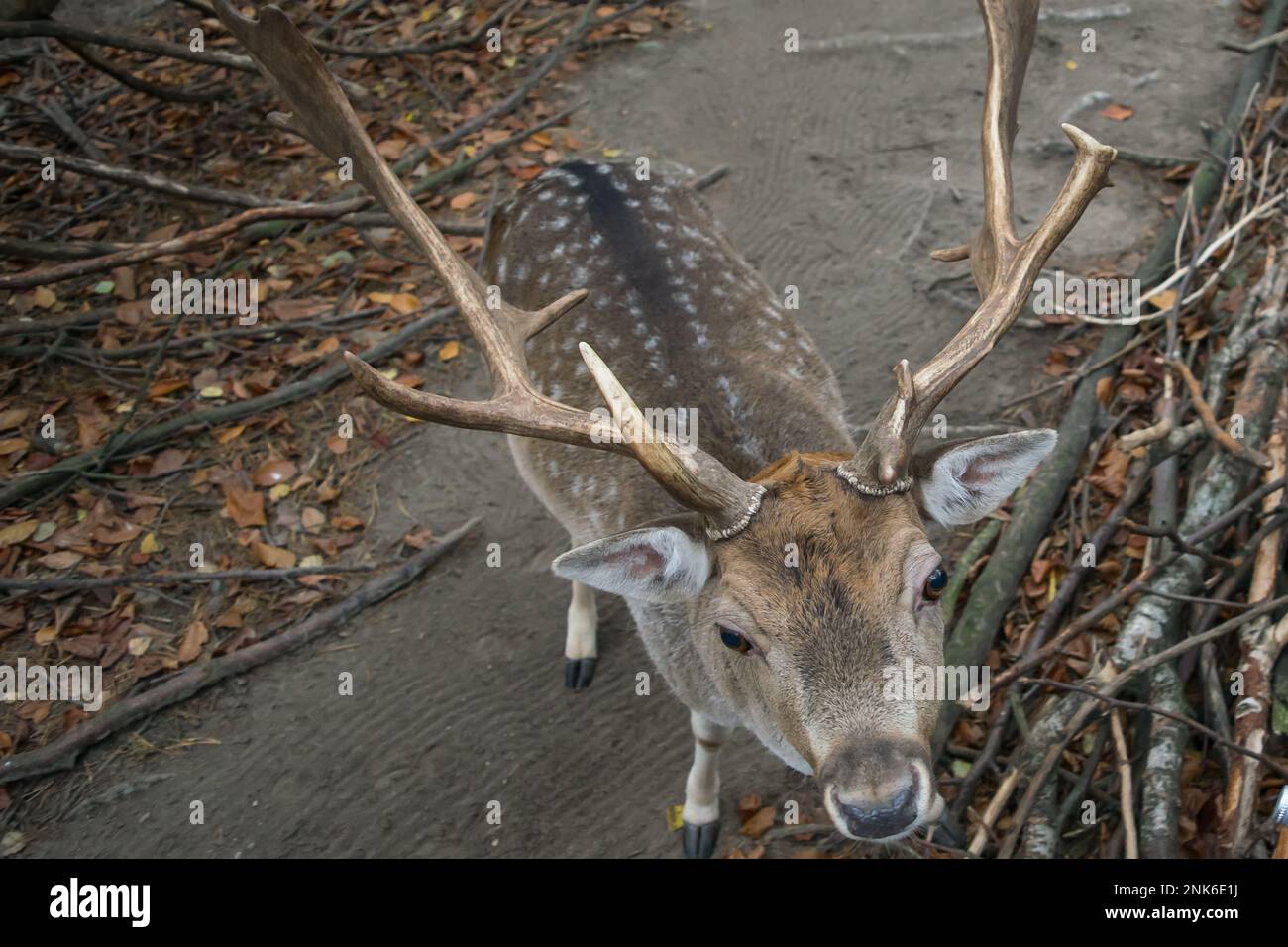 Large deer in a fall forest hi-res stock photography and images - Alamy