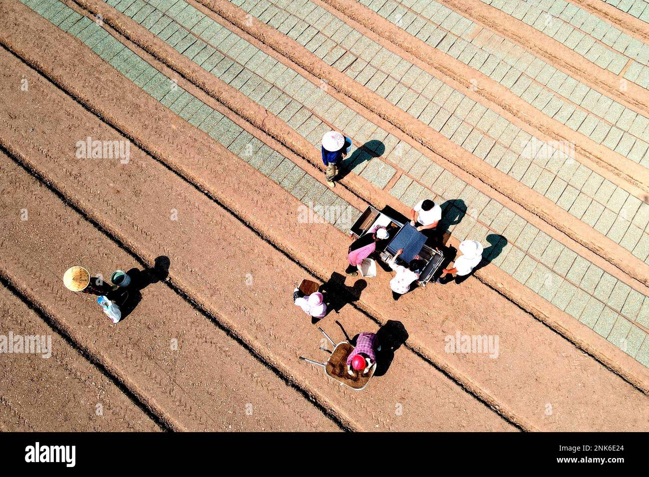 Farmers put rice seeds into cultivation trays at a rice production base ...