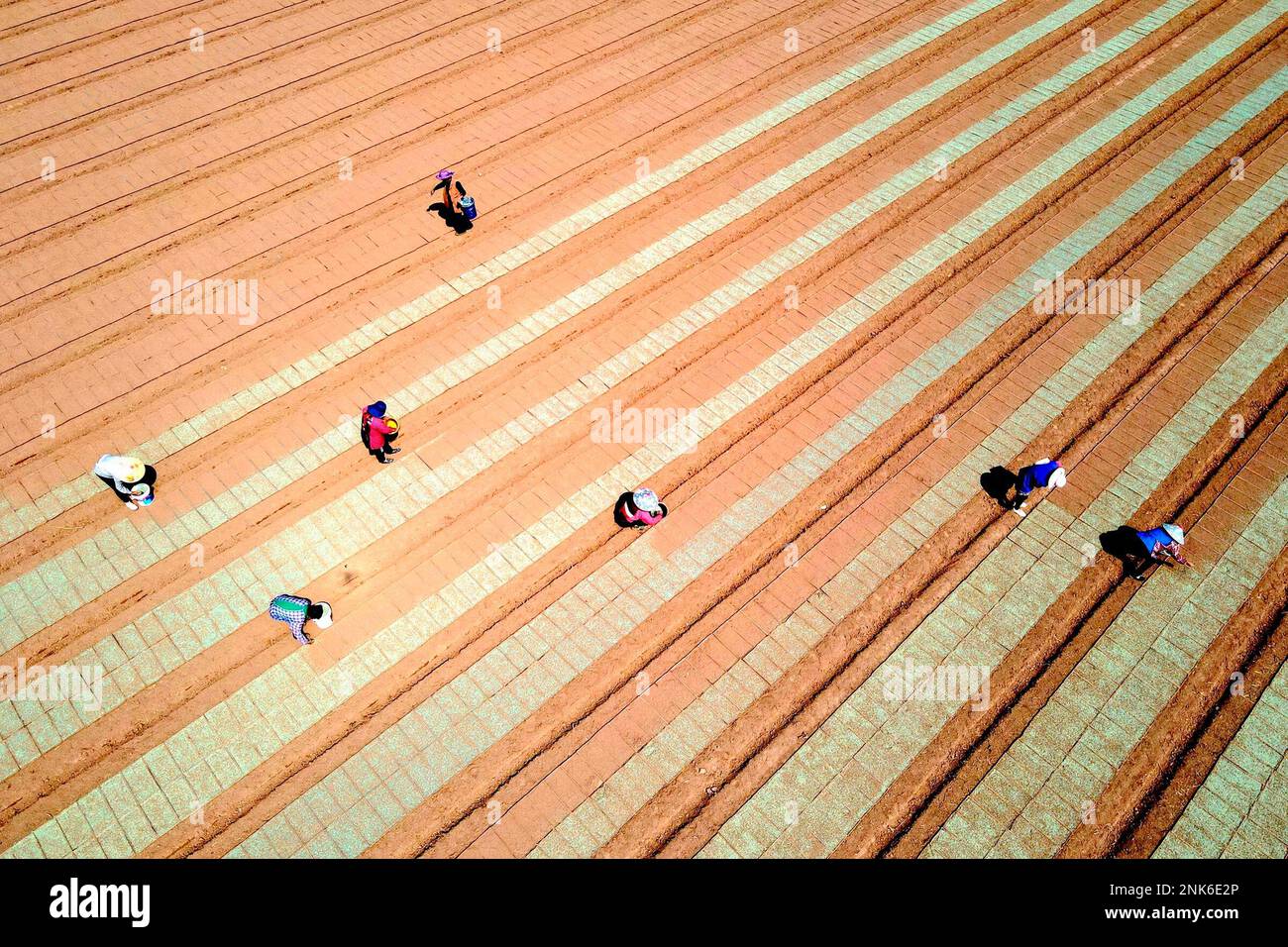 Farmers put rice seeds into cultivation trays at a rice production base ...