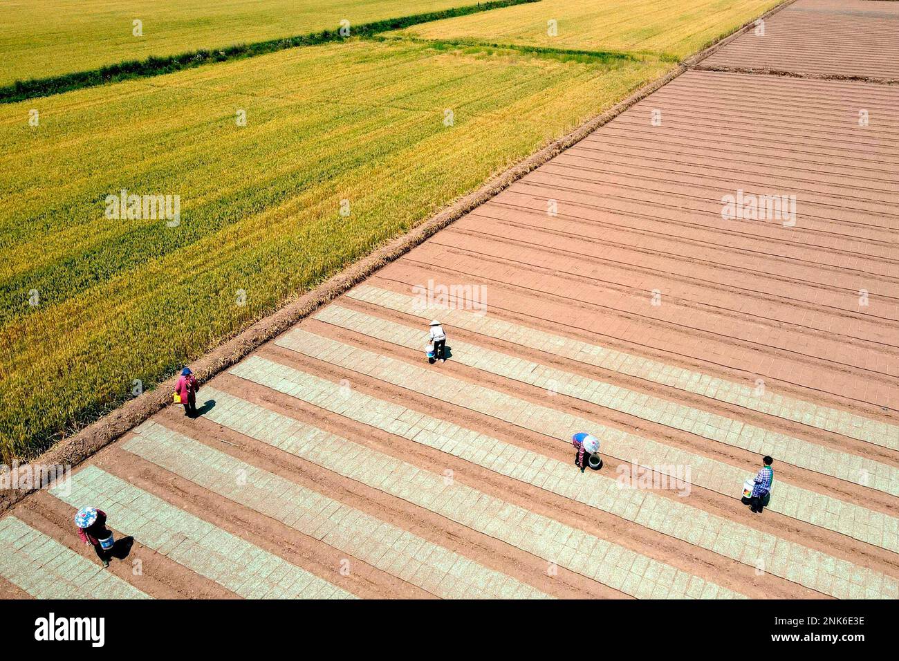 Farmers put rice seeds into cultivation trays at a rice production base ...