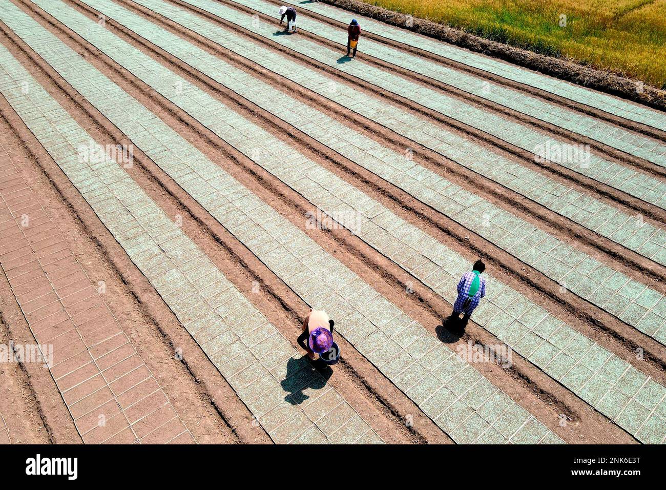 Farmers put rice seeds into cultivation trays at a rice production base ...