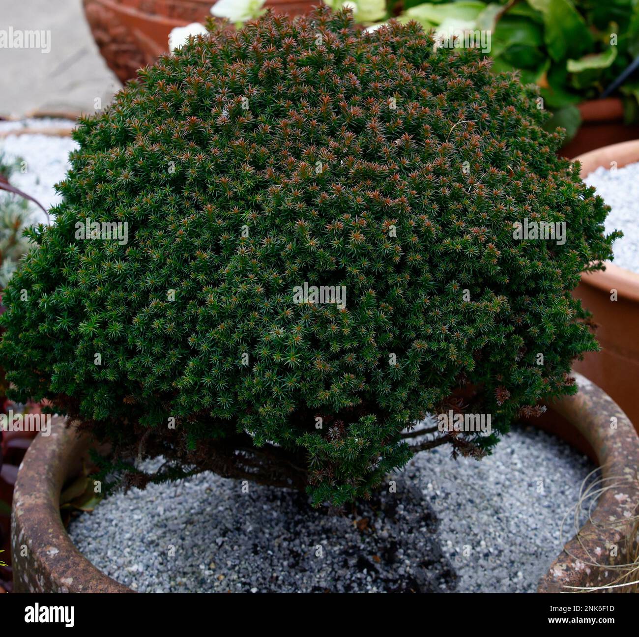 Closeup of the slow and low growing garden conifer Cryptomeria japonica ...