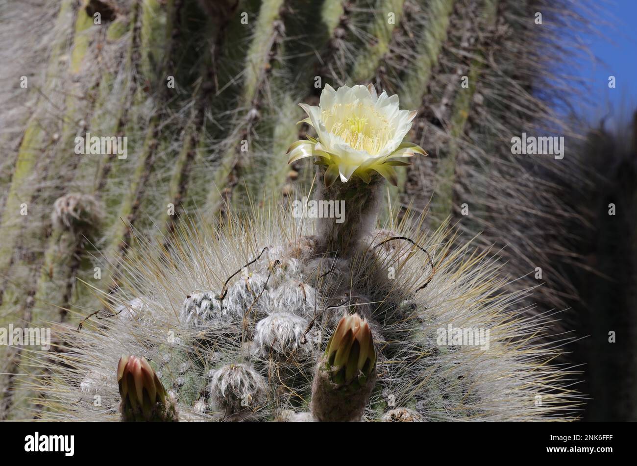 Argentina cacti cactus prickly hi-res stock photography and images - Alamy