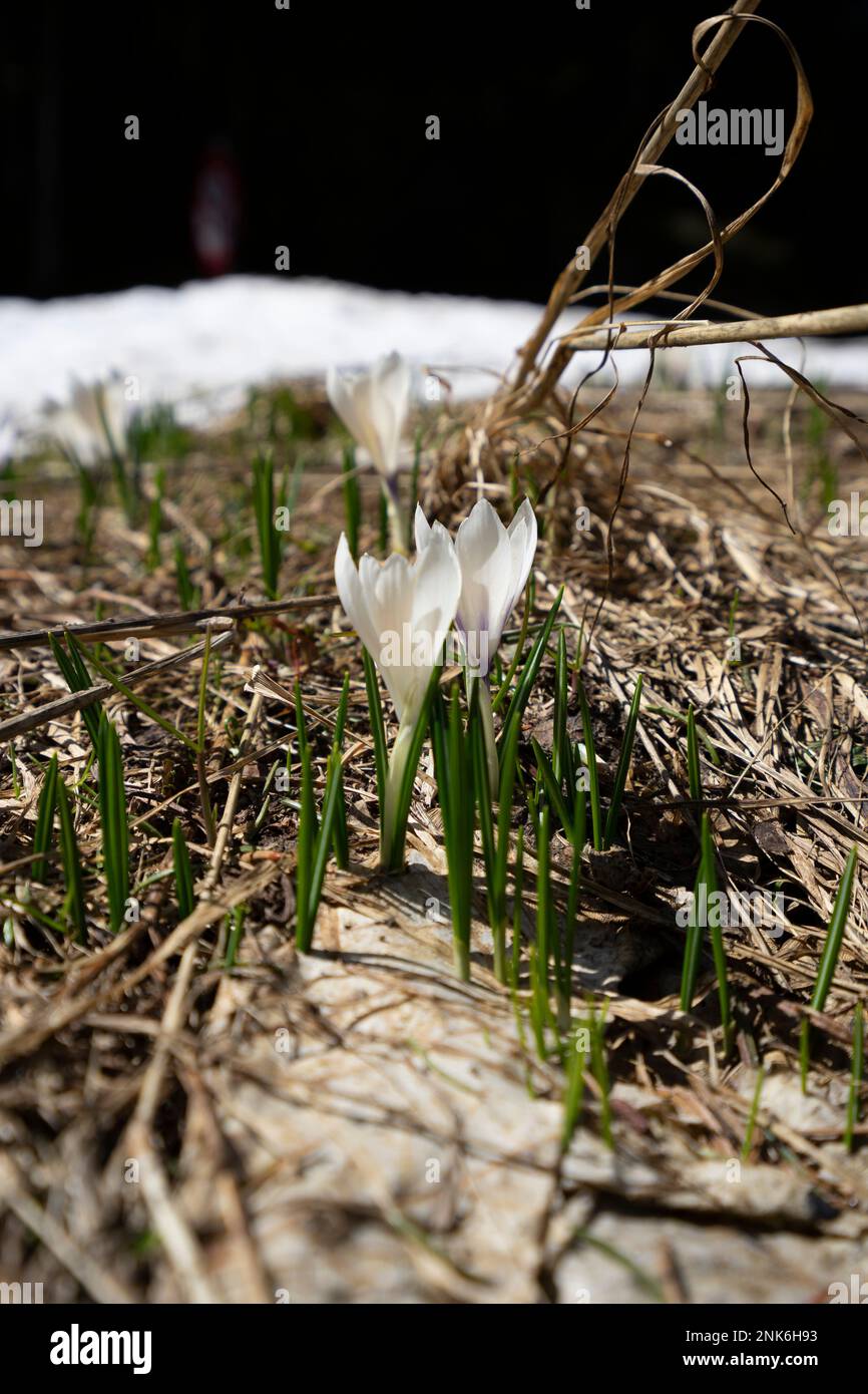 Spring crocus wallpaper hi-res stock photography and images - Alamy