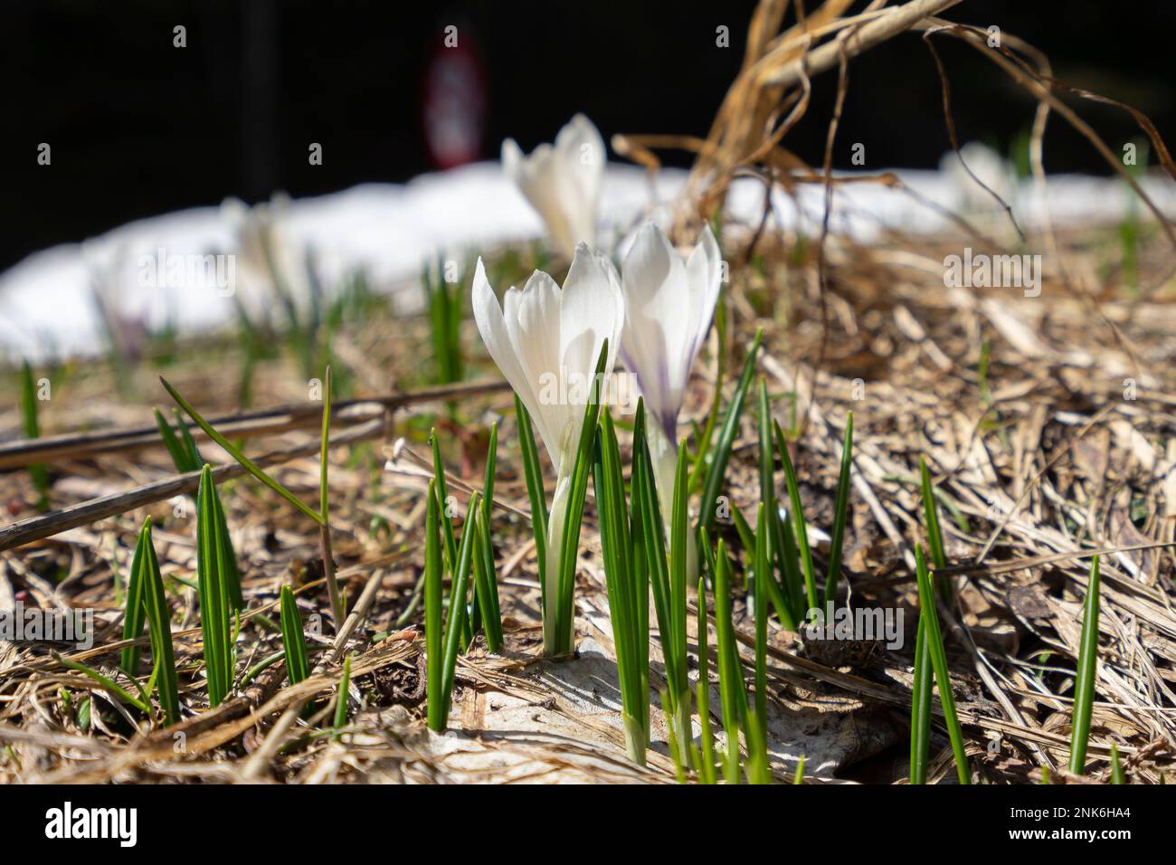 Crocus in spring meadow in backlight hi-res stock photography and ...