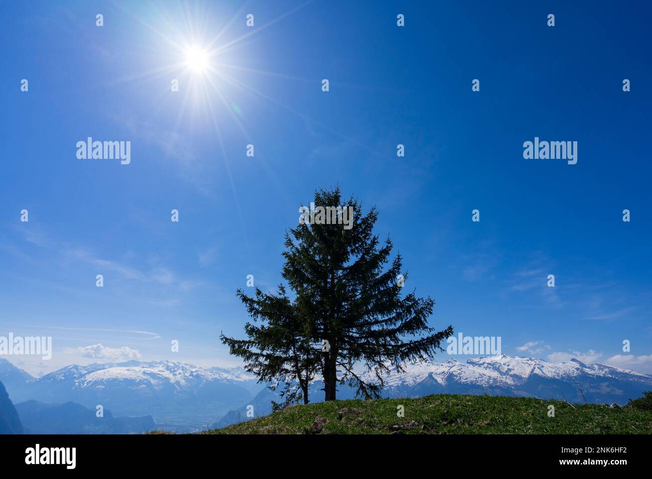 Pine tree landscape hi-res stock photography and images - Alamy