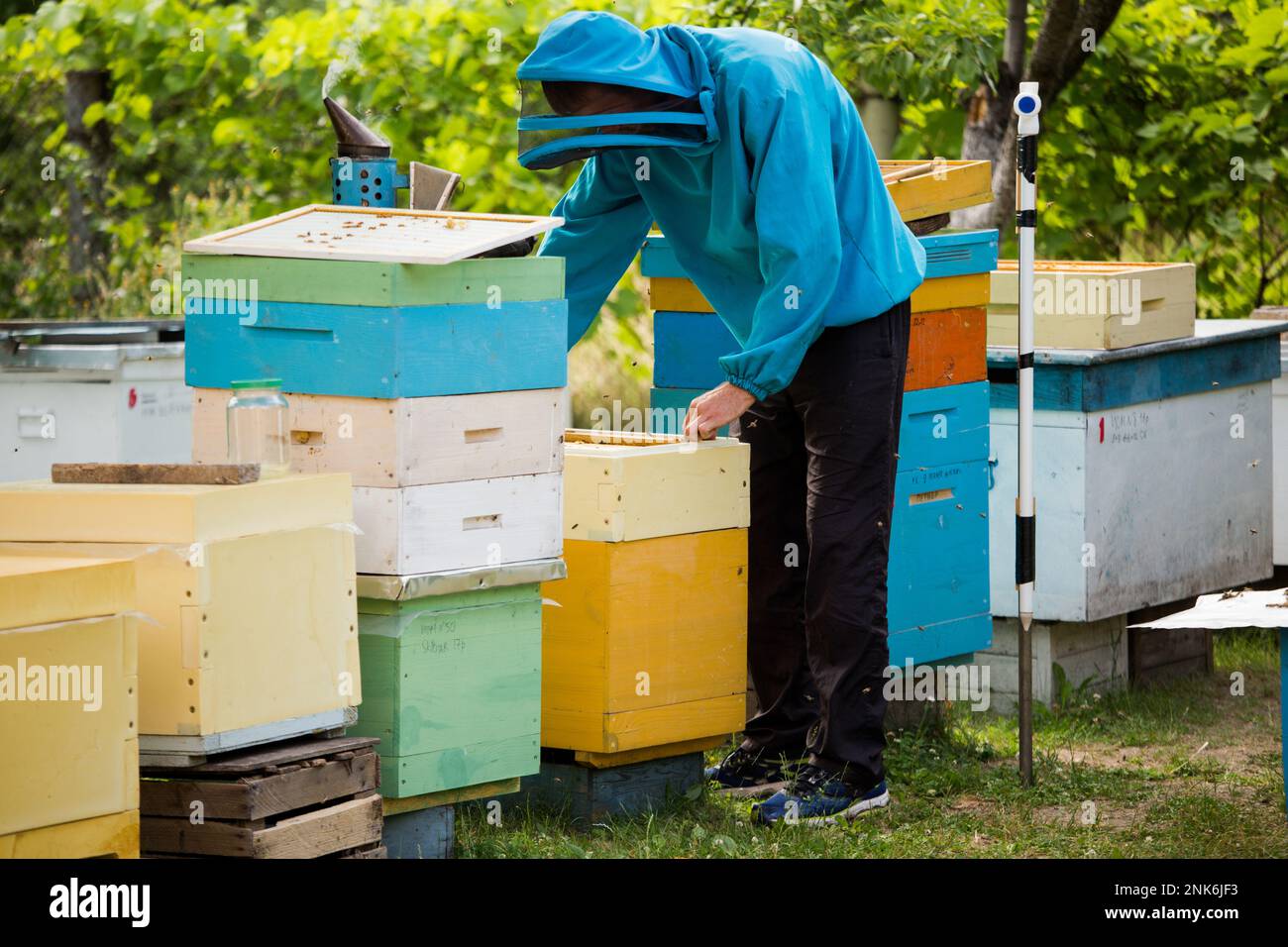 beekeeper returns frame to hive. uniting bee family and puts frame with ...