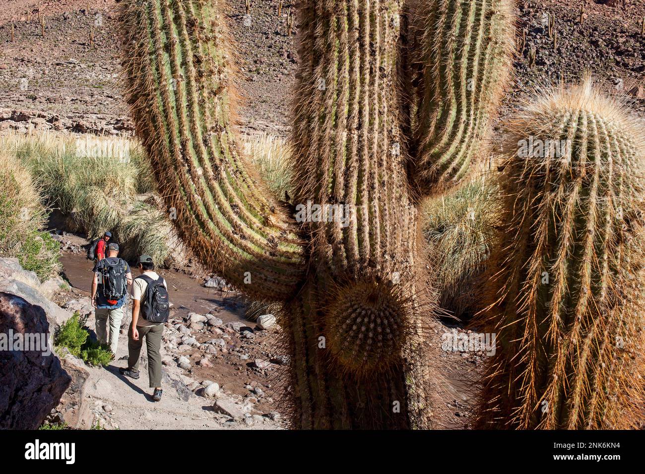 Cactus called `Cardon´ (Echinopsis atacamensis), in Guantin Valley ...