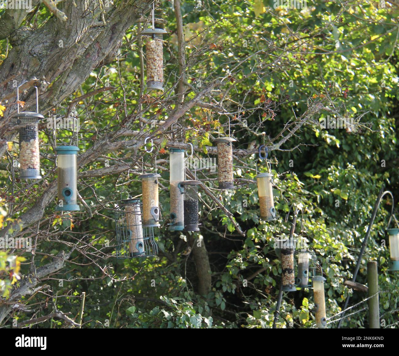 A Collection of Nut and Seed Feeders for Wild Birds Stock Photo - Alamy