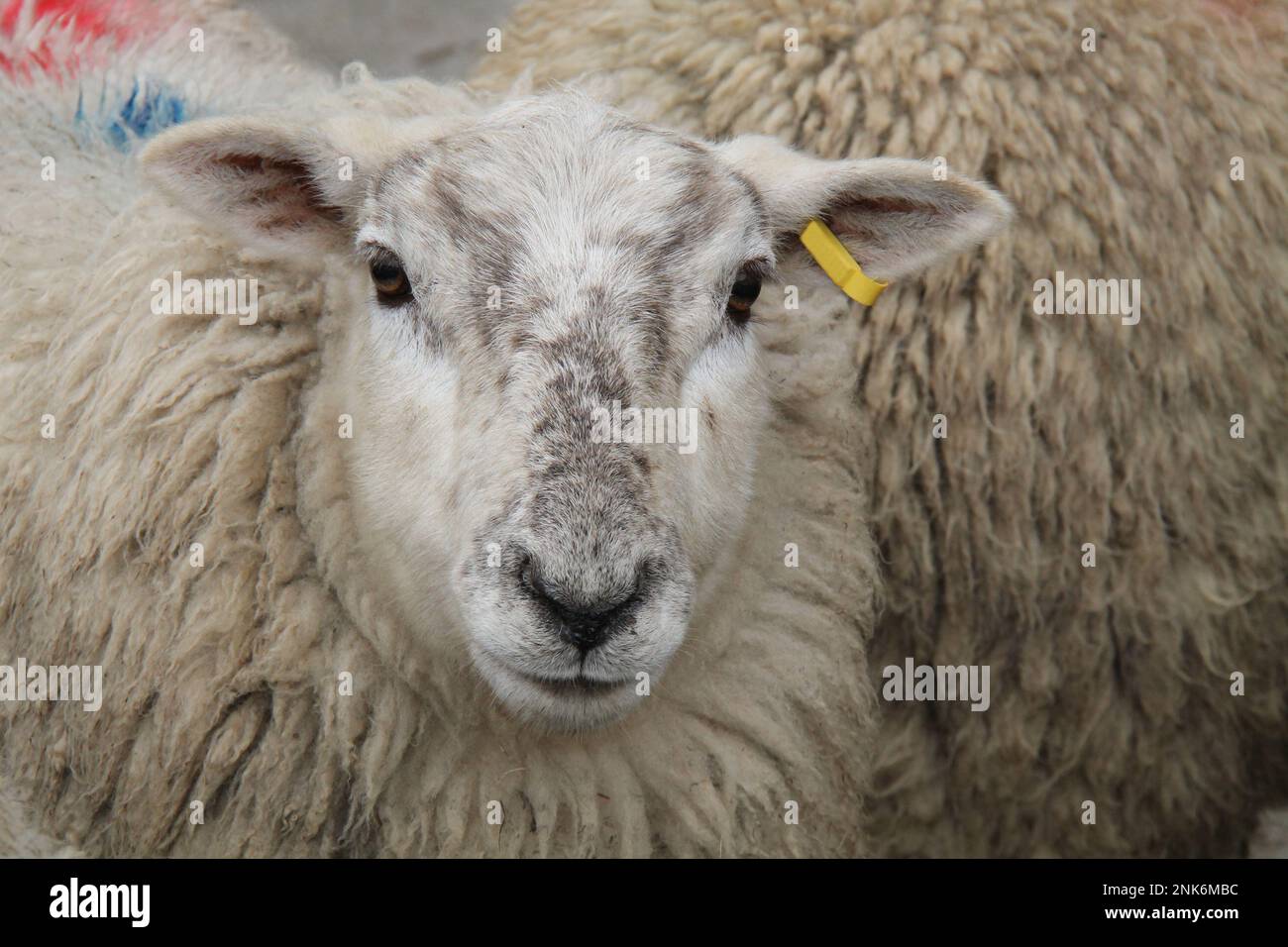 The Serious Looking Face of a Farm Sheep Stock Photo - Alamy