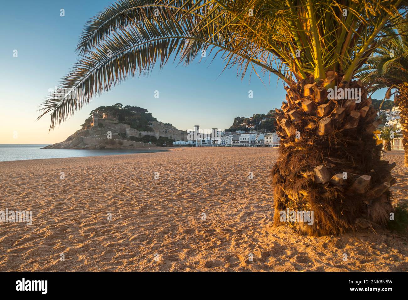 PALM TREE MAIN BEACH TOSSA DE MAR COSTA BRAVA GERONA CATALONIA SPAIN ...