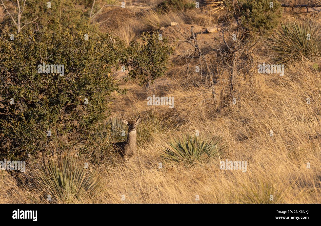Coues Whitetail Deer Buck in the Chiricahua Mountains Arizona Stock ...
