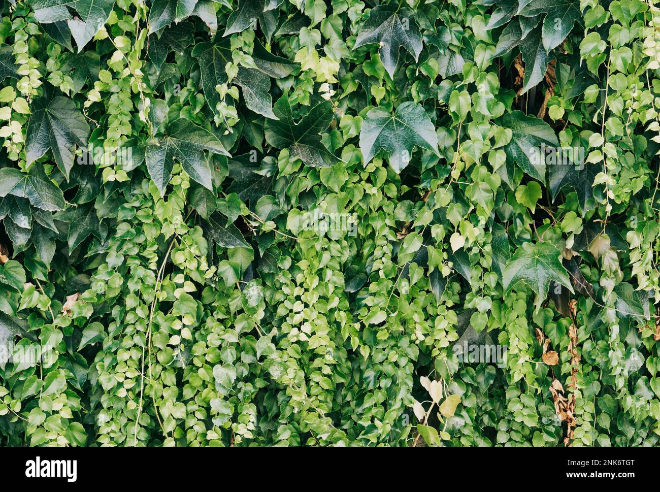 Abstract plant wall background, The Green creeper plant Stock Photo - Alamy