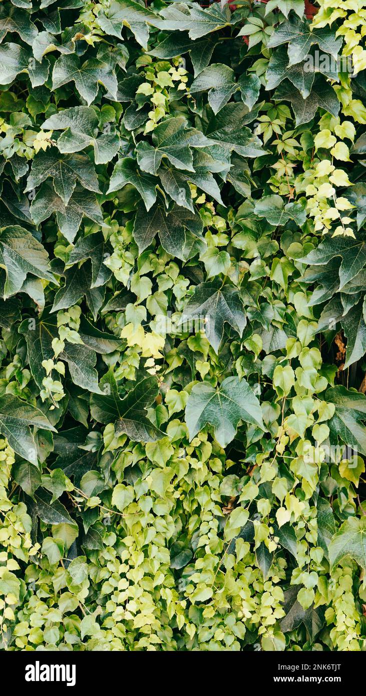 Abstract plant wall background, The Green creeper plant Stock Photo - Alamy