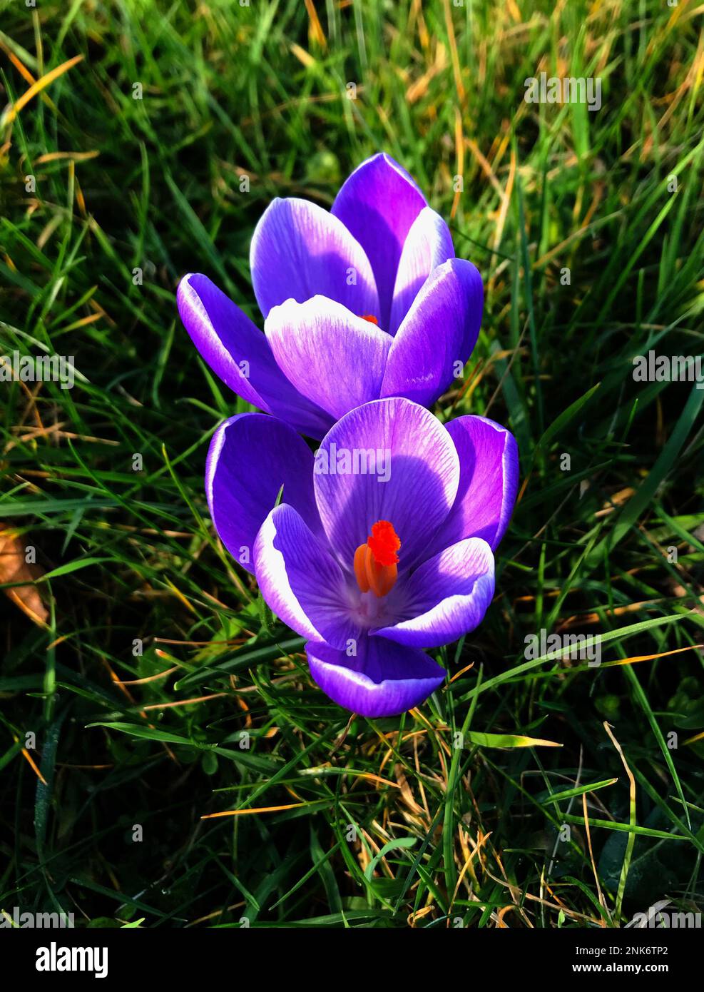 Remembrance cultivar hi-res stock photography and images - Alamy