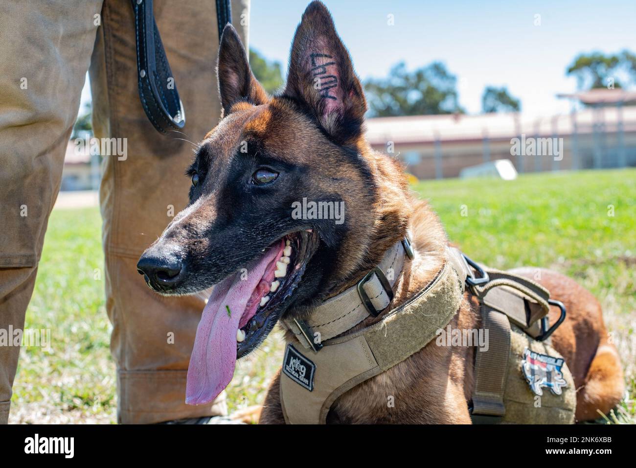 U.S. Air Force 60th Security Forces Squadron military working dog ...