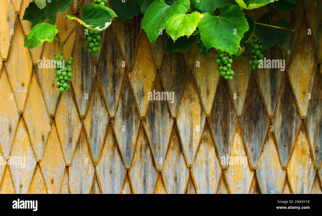 Wooden yellow rustic garden fence with green grapes background ...