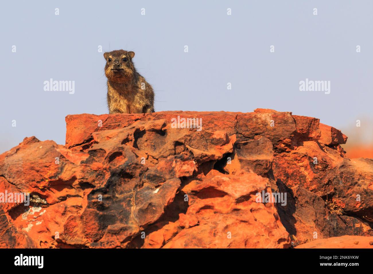 The rock hyrax in natural habitat in Waterberg Plateau National Park ...