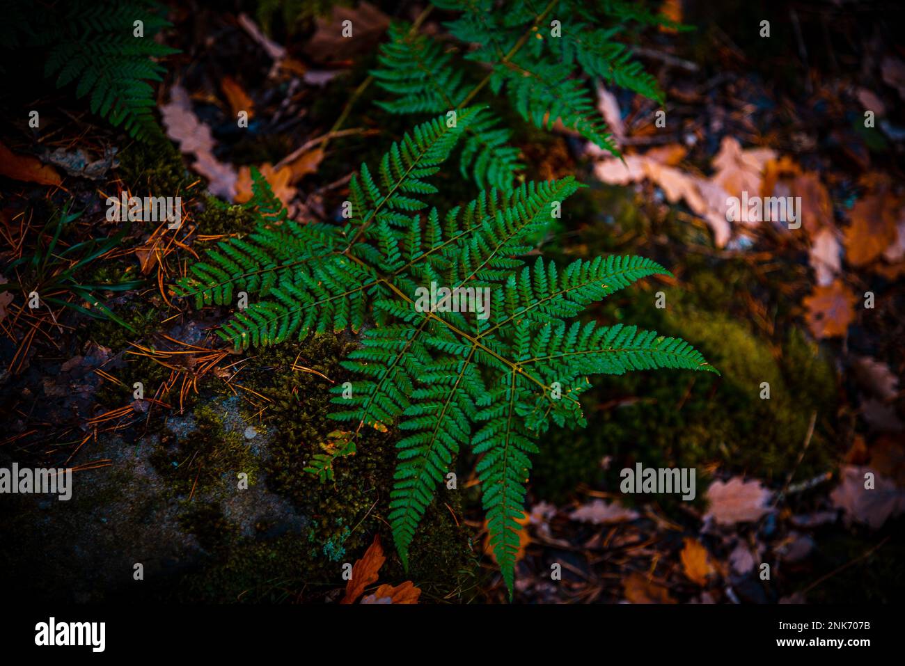 Beautiful fern leaf texture in nature. Natural ferns blurred background ...