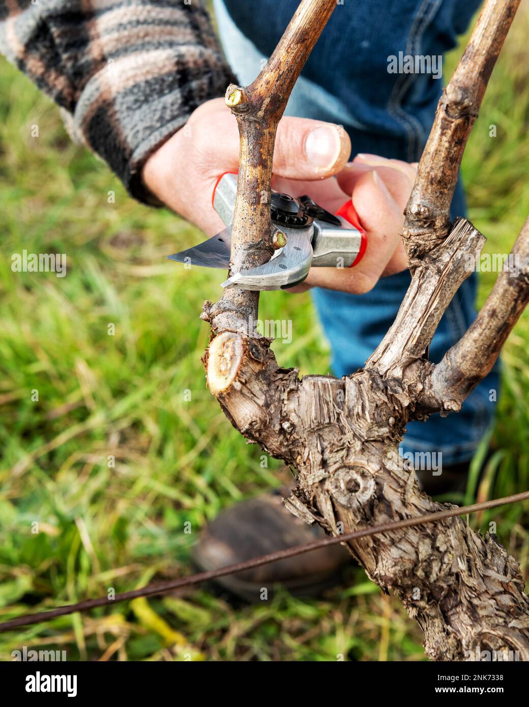 Winegrower pruning the vineyard with professional steel scissors ...