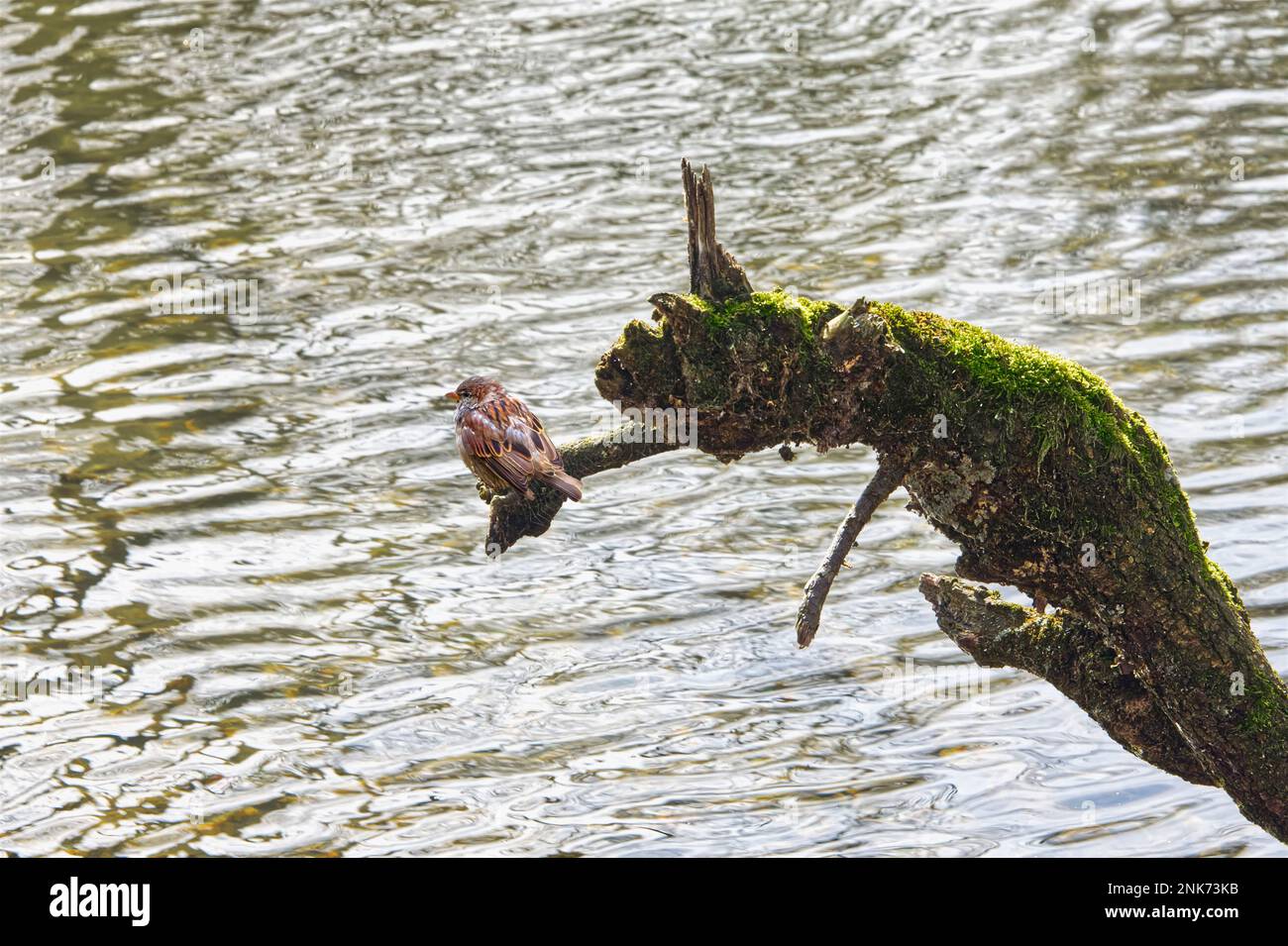 Sparrow reposing on a treetrunk, which looks like an animal Stock Photo ...