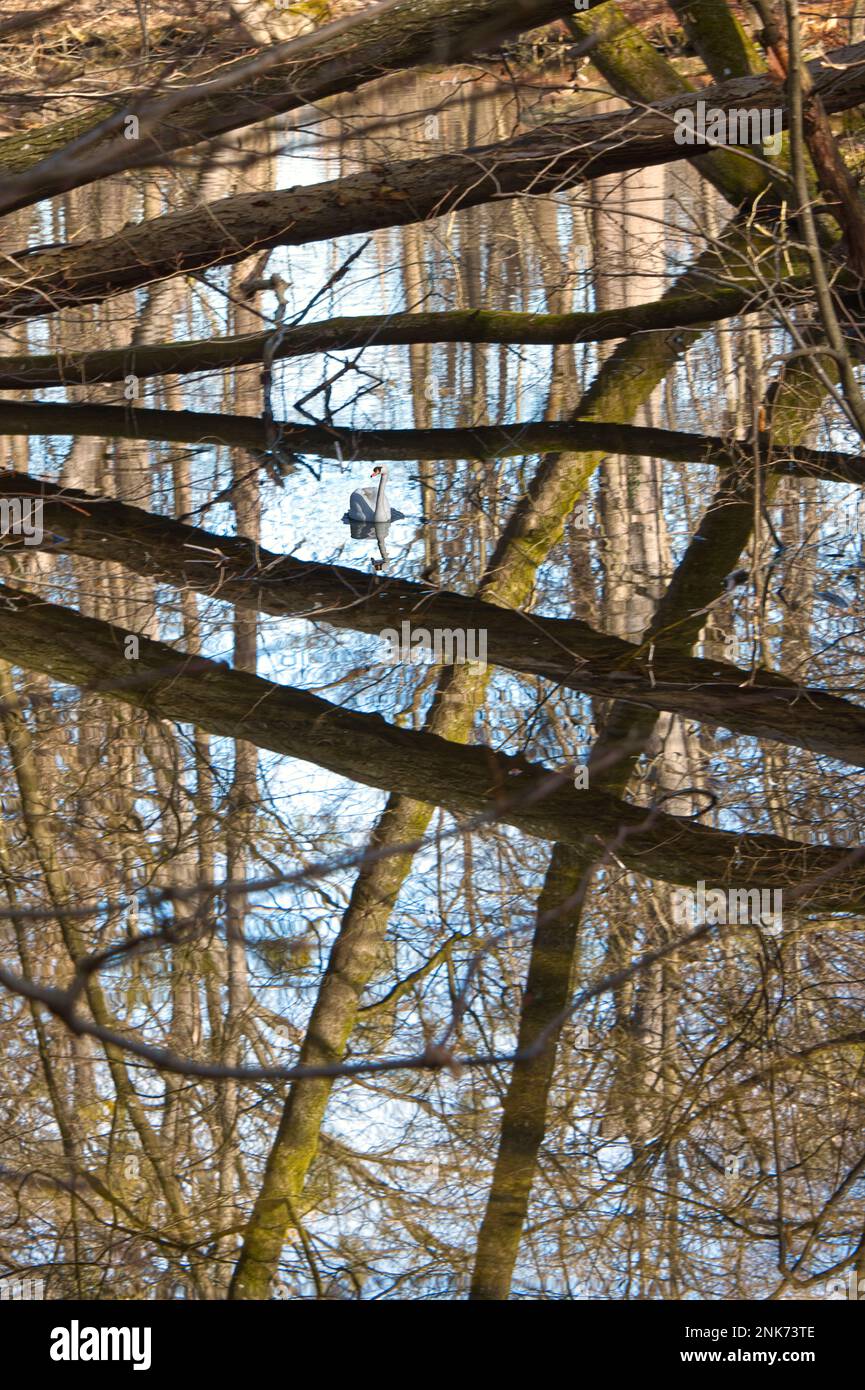 A white mute swan with an orange color beak with tree trunk and ...