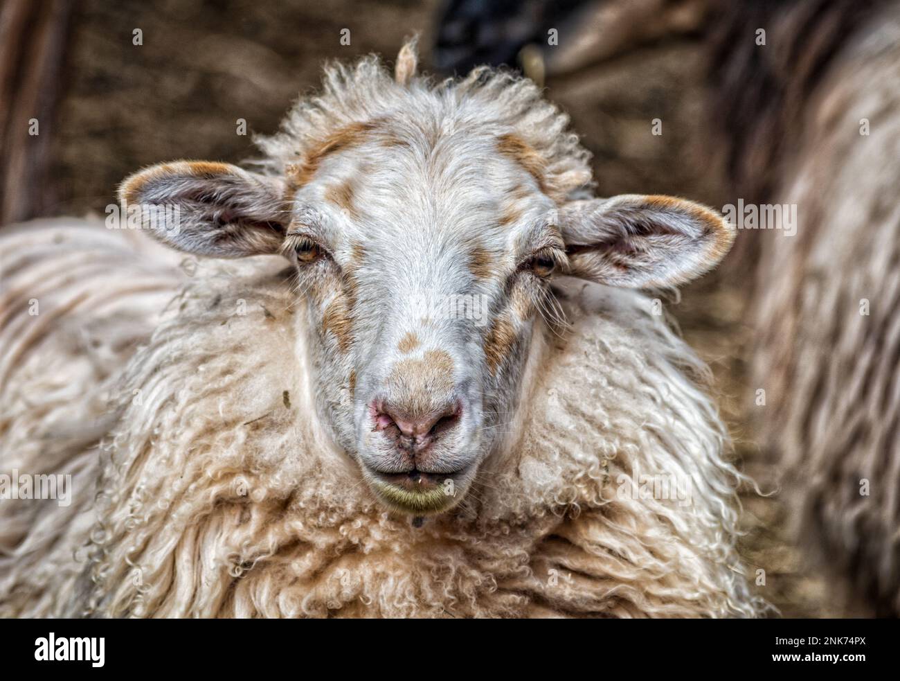Navajo churro sheep at Bosque Redondo Memorial, Ft. Sumner Historic ...