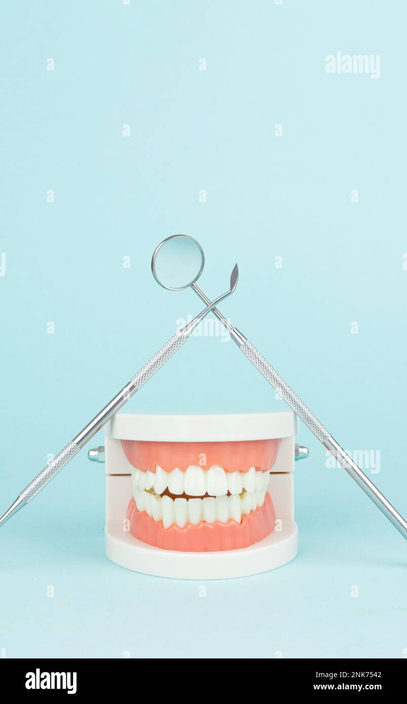 Dentures Dental Teeth Model with Dentist Professional tools medical ...