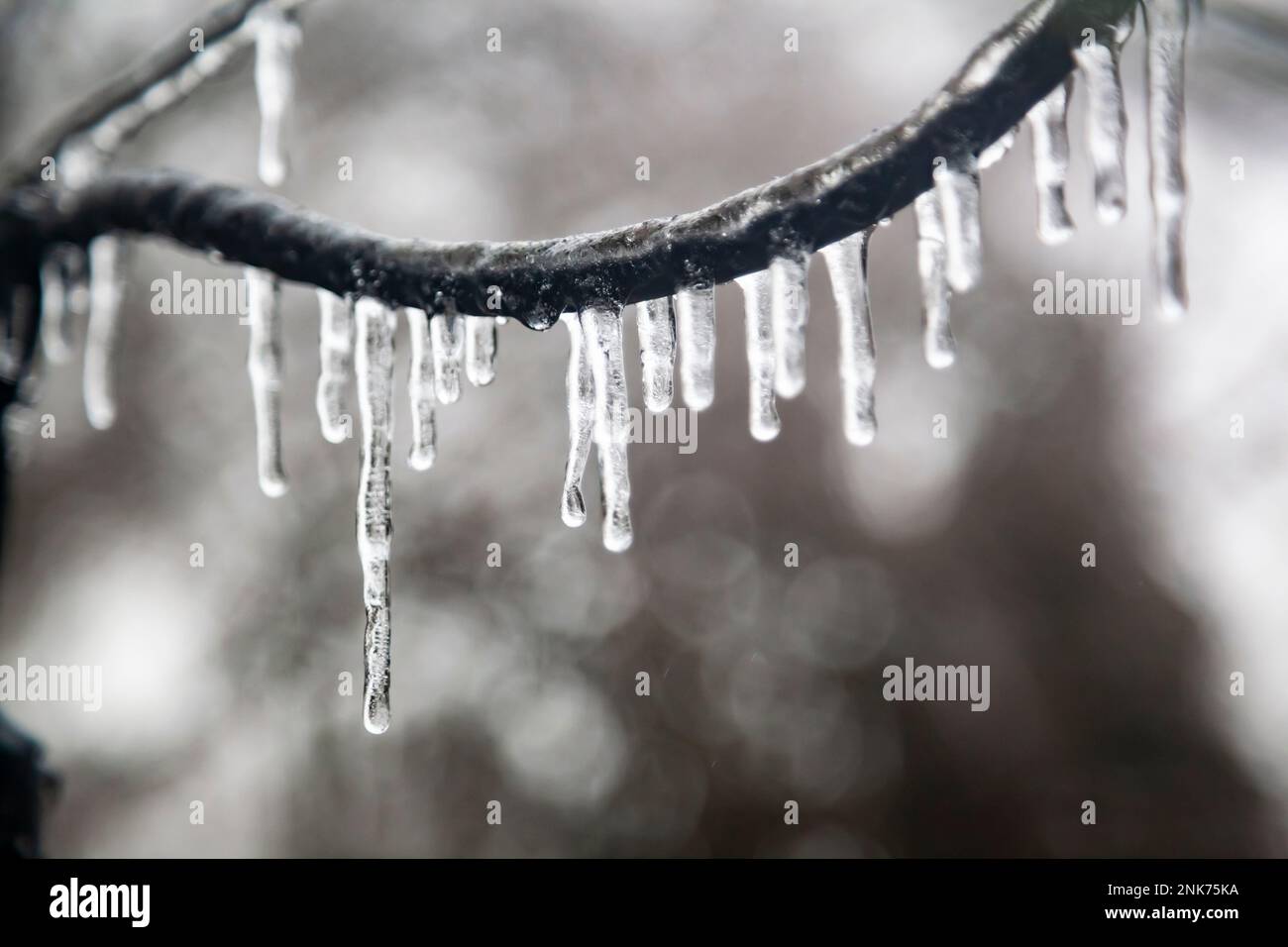 Power lines suffer a heavy coating of ice in Bloomfield Hills MI USA ...
