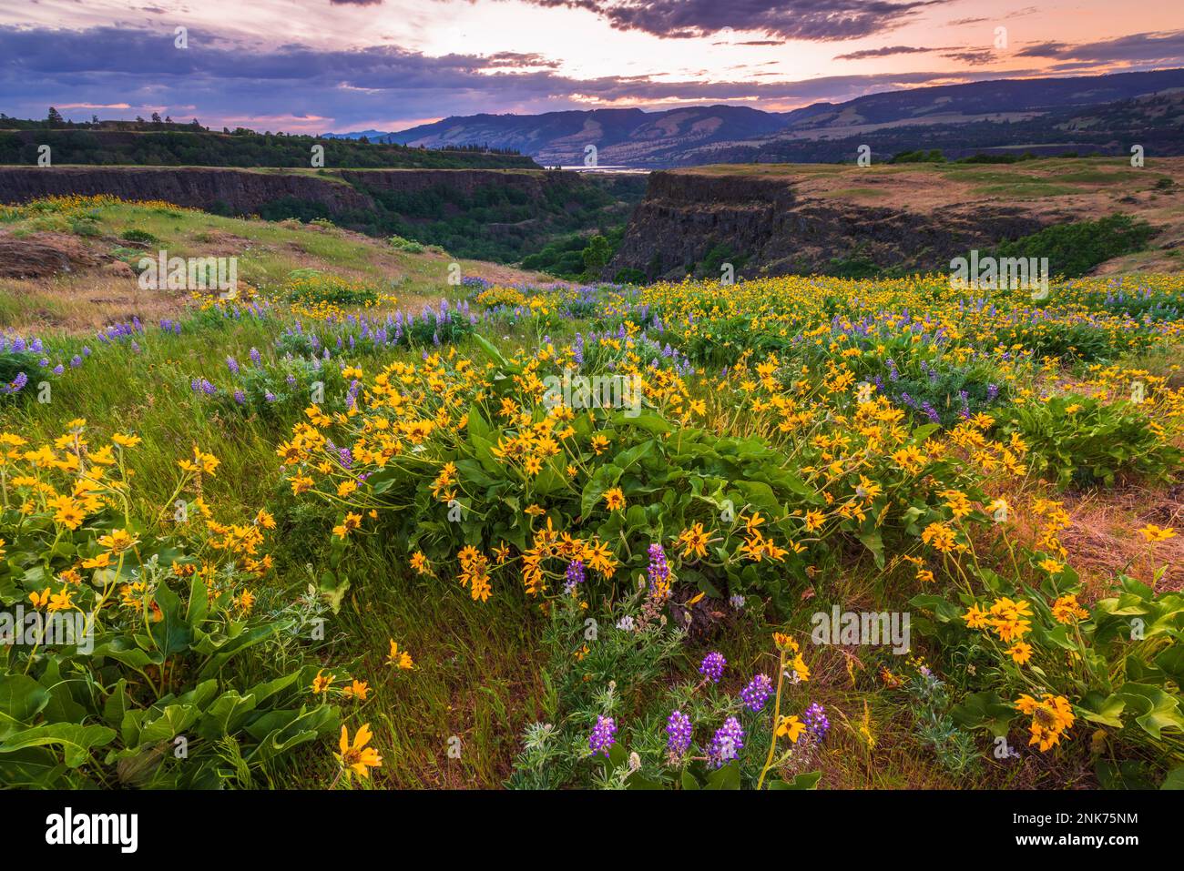 Wildflowers at Tom McCall Preserve, Columbia River Gorge National ...