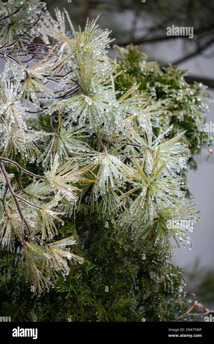 Vegetation suffers under a thick, icy coating in Bloomfield Hills,MI ...