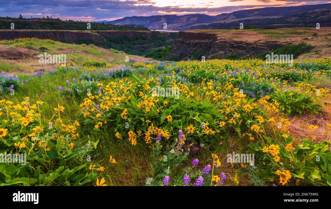 Wildflowers at Tom McCall Preserve, Columbia River Gorge National ...