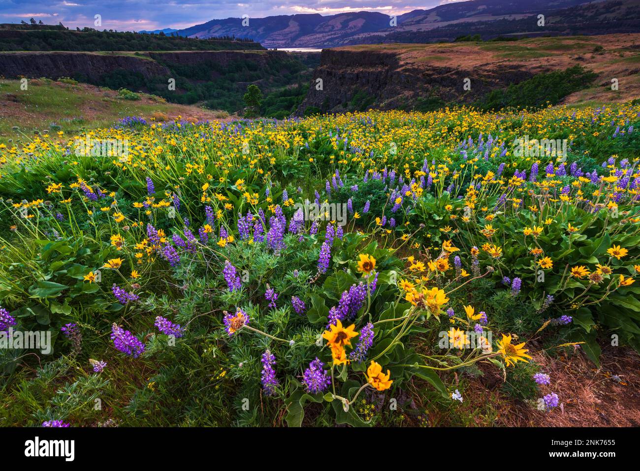 Wildflowers at Tom McCall Preserve, Columbia River Gorge National ...