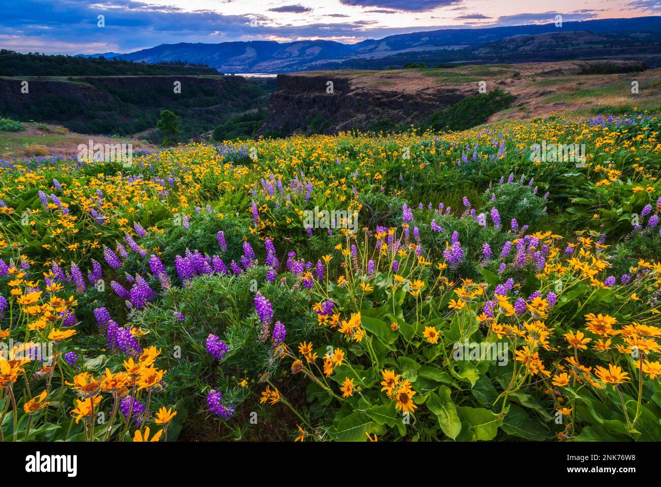 Wildflowers at Tom McCall Preserve, Columbia River Gorge National ...