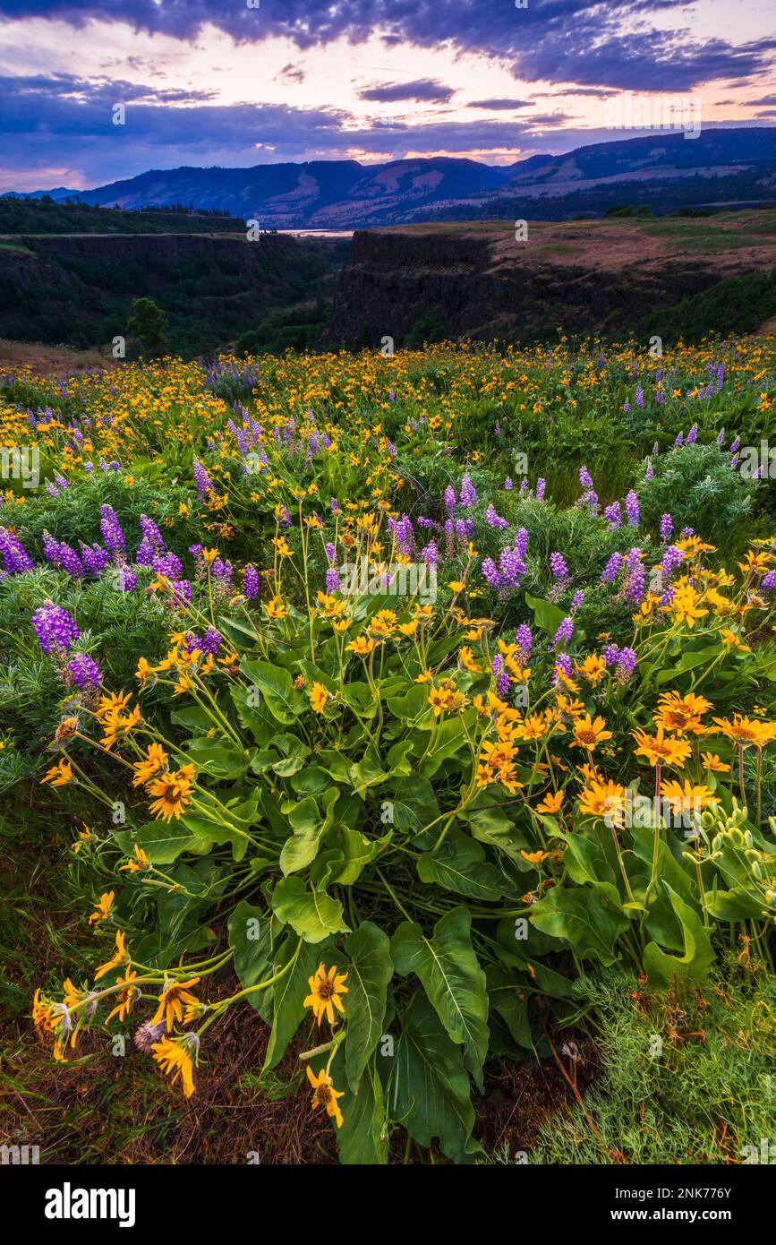 Wildflowers at Tom McCall Preserve, Columbia River Gorge National ...