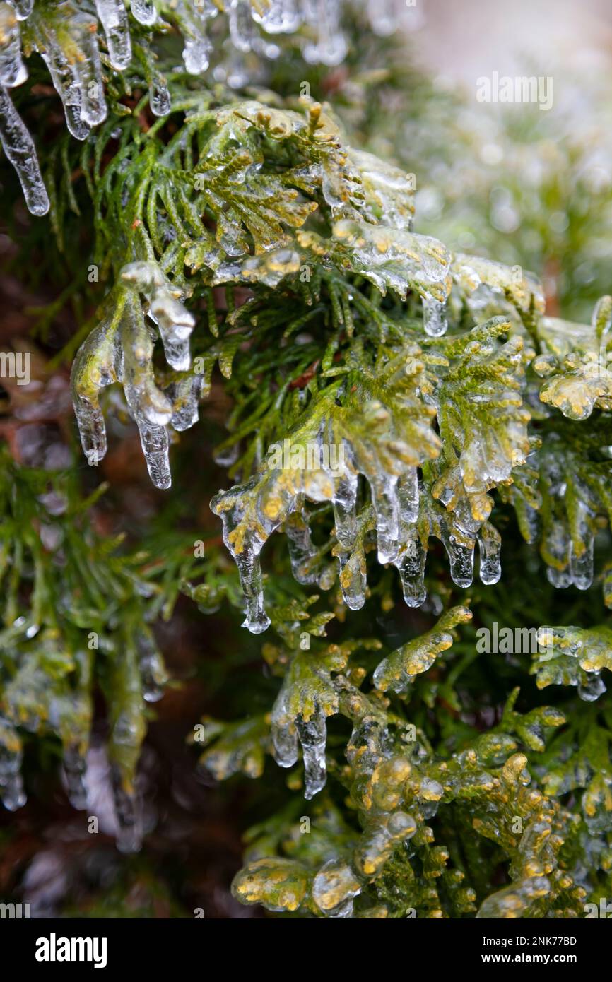 Vegetation suffers under a thick, icy coating in Bloomfield Hills,MI ...