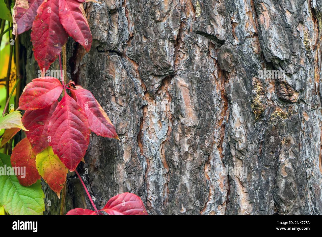 Tree bark framed with leaves. Beautiful texture of brown tree bark.Tree ...