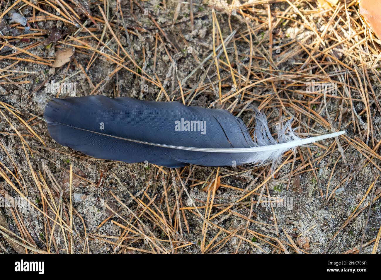 The black feather of a bird lies on pine needles in the forest Stock ...