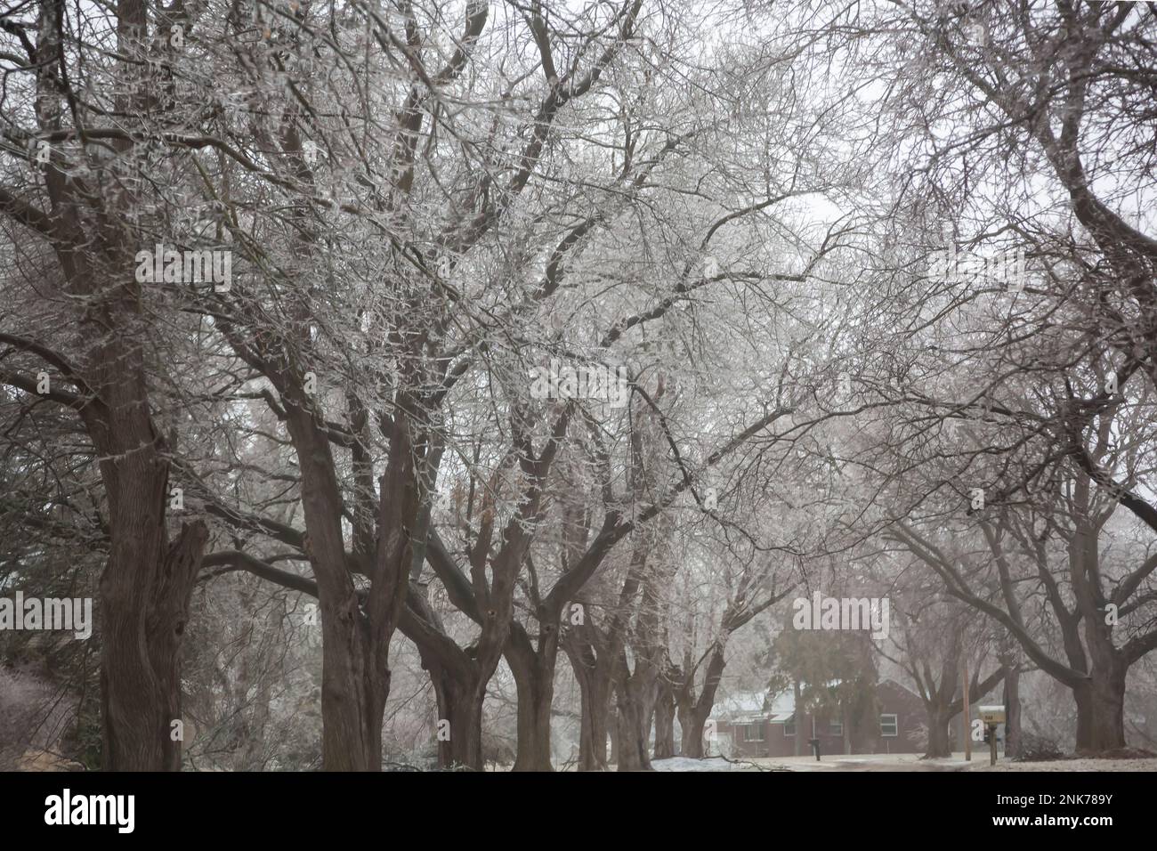 Trees suffered during Bloomfield Hills,MI ice Storm Stock Photo - Alamy