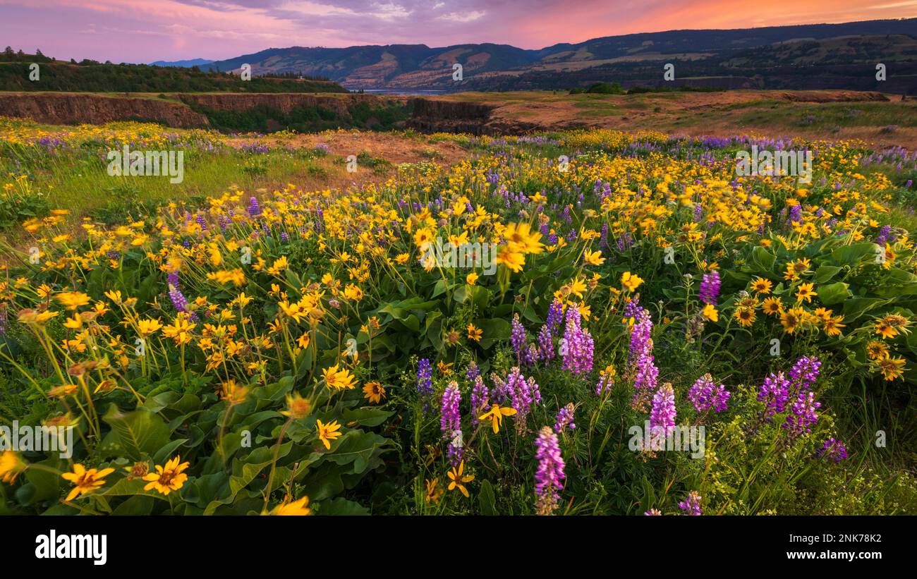 Wildflowers at Tom McCall Preserve, Columbia River Gorge National ...