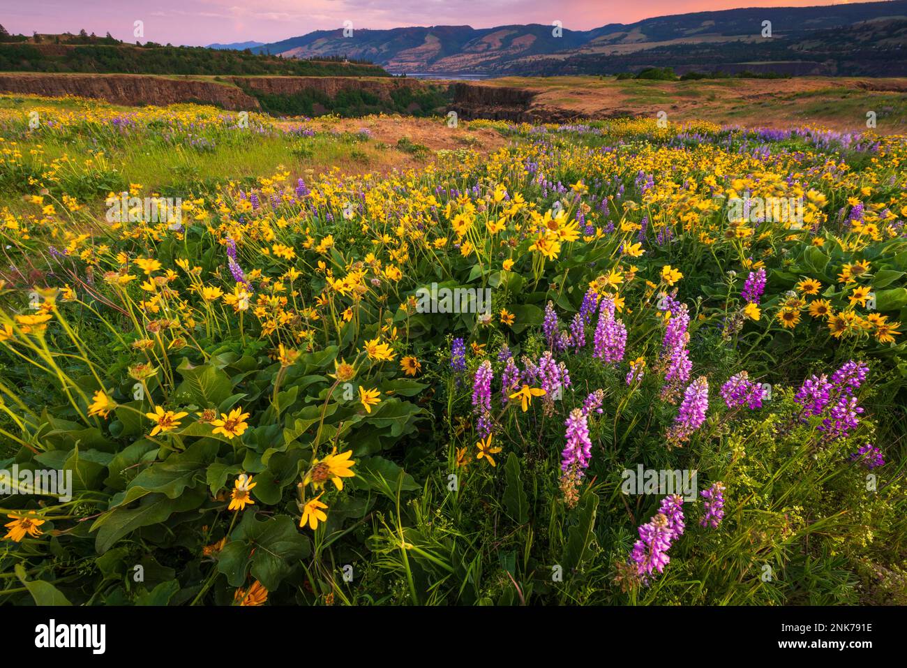 Wildflowers at Tom McCall Preserve, Columbia River Gorge National ...
